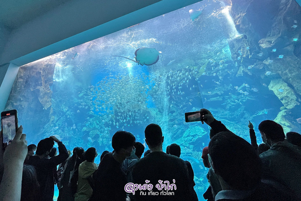 XPark Aquarium Taiwan - รีวิว by ลุงเด้ง ป้าไก่