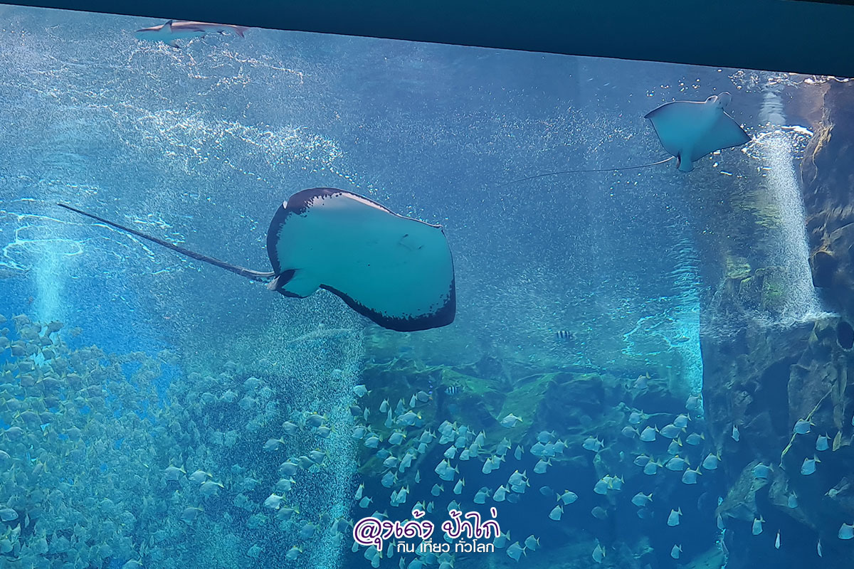 XPark Aquarium Taiwan - รีวิว by ลุงเด้ง ป้าไก่
